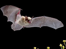Canyon Bat