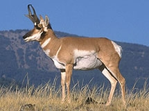 Pronghorn Antelope