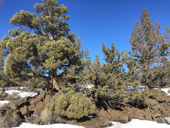 Western Juniper