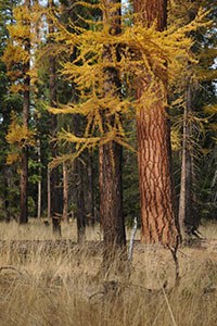 Western Larch